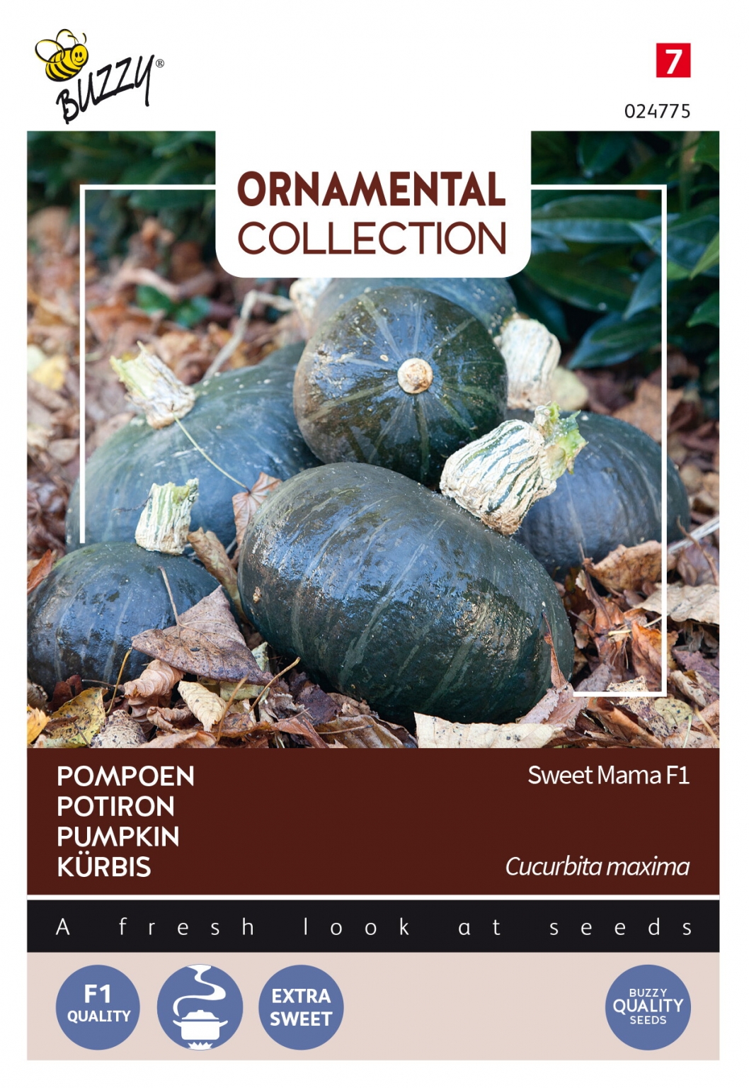 Buzzy® zaden - Ornamental, Pompoen Sweet Mama F1