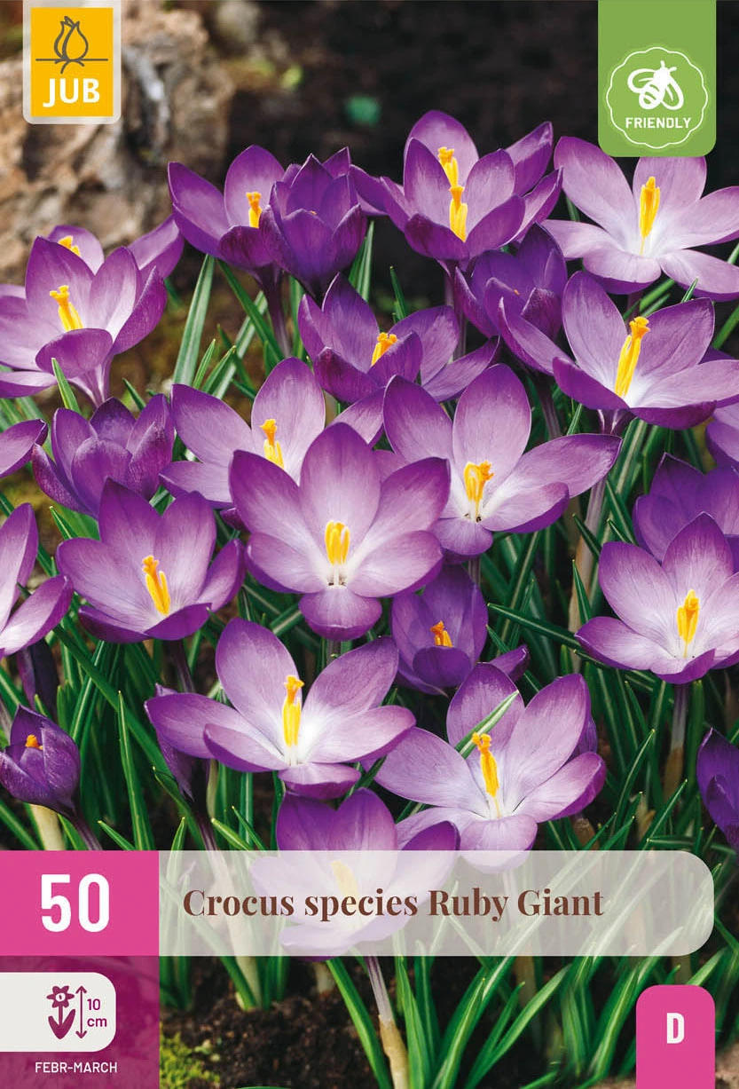 Crocus Species Ruby Giant - 50 bloembollen