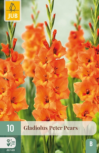 Gladiolus Peter Pears 10st