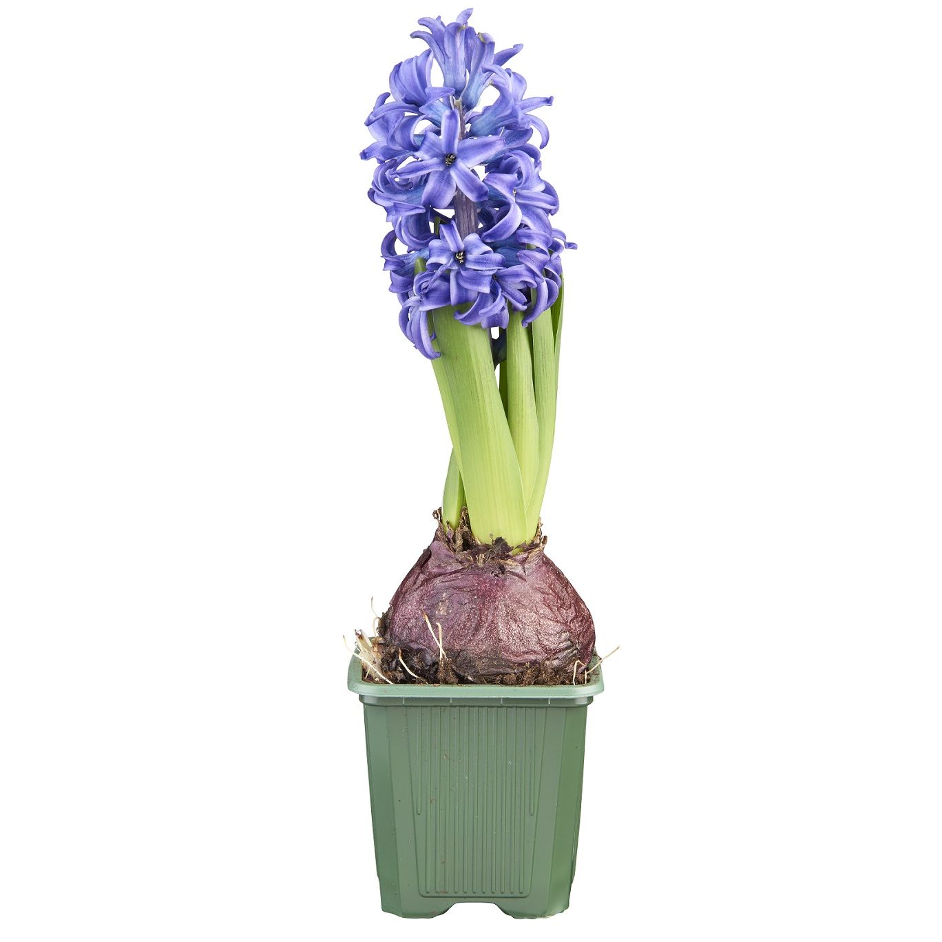 Blauwe hyacinten? Haal het voorjaar in huis