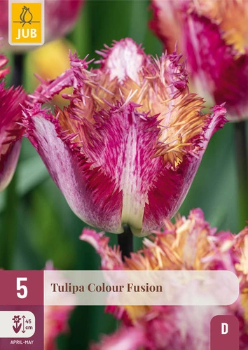 Tulipa Colour Fusion - 5 bloembollen
